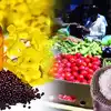 सरसों का तेल और चावल हुआ महंगा, टमाटर समेत कई सब्जियों के दाम भी बढ़े ...