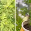 Sawan Me Shami Plant Me Kya Dalen,सावन में मुरझा ना जाए भगवान शिव का ...