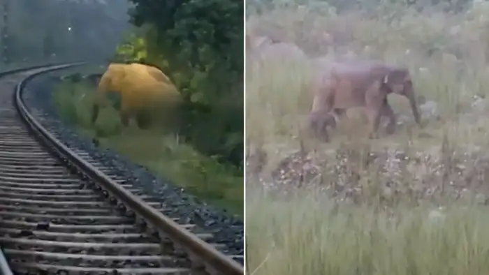 Loco Pilot Stops Train to Save Elephant Giving Birth Viral Video ...