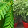 Curry Plant Or Mitha Neem Ki Growth Kaise Badhaye,'मैं कड़ी पत्ते को ...