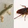 How to Get Rid of Lizards or Chipkali in House | Cockroach aur Chipkali ...