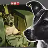 Laika Space Dog,स्पेस डॉग लाइका: अंतरिक्ष में पहुंचने वाली पहली डॉगी की ...