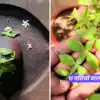 11 Patti Wala Bel Patra Kaise Ugayen,भगवान शिव पर 11 पत्ती वाला बेल ...