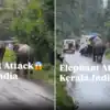 Kerala Elephants Attack Viral Video,बेकाबू हाथियों के झुंड ने सड़क पर ...