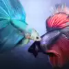 Which Direction to Hang Fish Painting for Wealth and Good Luck ...