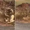 Sher Sherni Ki Ladai Ka Video,शेरनी को आया गुस्सा तो 'जंगल के राजा' को ...