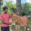 Success Story: तीर्थ यात्रियों के लिए खच्चर चलाने वाला पहाड़ी लड़का, बन ...