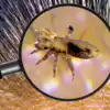 How To Remove Lice From Hair Permanently,How to remove lice from hair ...