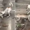 Mare Kutte Ko Jagata Dikha Doosra Kutta,सड़क किनारे बेजान पड़े साथी को ...