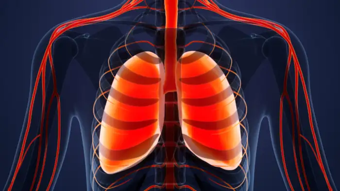 Pig Lung Transplant To Human,सूअर के फेफड़े से सांस ले सकता है इंसान ...