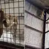 Bandaro Ne Baccha Fasne Par Kiya Attack Video,घर के अंदर बच्चा फंसने पर ...