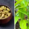 Gardening Guru Tips For Grow Cardamom In Pot,'गमले में आसानी से उग ...