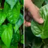 Paan Ki Bel Ugane Gardening Expert Ki Secret Trick,'गमले में उगेंगे ...