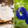 Gardening Expert Secret To Get More Aparajita Flowers Without Sunlight ...