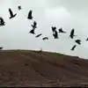 Vulture Conservation,MP में वन्य जीव सरंक्षण का असर; पेंच टाइगर रिजर्व ...