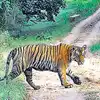 Tiger Kills Woman In Bagaha,वाल्मीकि टाइगर रिज़र्व में बाघ का महिला पर ...