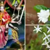Mogra And Bela Flower Difference According To Garden Guruji,मां ...