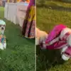 गुजराती पोशाक में गरबा खेलता कुत्ता,क्यूट-क्यूट गुजराती आउटफिट पहनकर ...