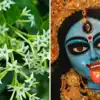 Gardening Expert Secret To Raat Ki Rani Flower Faster, मां काली को पसंद ...