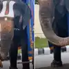 हाथी ने सूंड से दिया बच्ची को आशीर्वाद,जब नन्ही गुड़िया ने हाथ जोड़कर ...