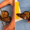 Butterfly Emotional Viral Video,इंसानियत! तितली के टूटे पंख देखकर ...