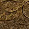 Russell Viper: खतरनाक जहरीले सांप की वो प्रजाति, जो अंडे नहीं एक साथ ...