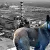 Chernobyl Dogs Turn Blue,यूक्रेन के चेरनोबिल में कुत्ते हो रहे नीले ...