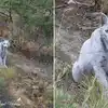 White Ghost Of The Mediterranean Forest Video,सफेद रंग की खाल, नुकीले ...
