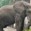 जू के बाड़े नहीं, हाथी को पसंद जंगल की मिट्टी - african elephant ...