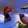 Siberian birds-साइबेरिया पक्षी हजारों मील का सफर तय कर पहुंचे झारखंड ...