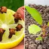 Gardening Guru Secret To Grow Clove Plant In Pot,गमले में आसानी से उग ...
