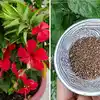 Gardening Expert Poonam Tips To Get More Gudhal Flower,फूलों से भर ...