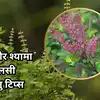 Tulsi Ke Upay : रामा और श्यामा तुलसी इस दिशा में लगाएं , माता लक्ष्मी ...