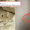 Chachundar Ke Kaatne Par Rabies Hota Hai,क्या छछुंदर के काटने पर रेबीज ...