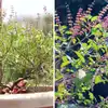 Rv Garden Expert Secret To Make Tulsi Plant Heathy Bushy,'तुलसी है एक ...