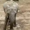 फल समझकर मासूम छोटू हाथी ने न‍िगल ल‍िया बम, तड़प-तड़प कर मौत - elephant ...