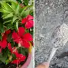 How To Use Bonfire Ash Creatively In Gardening?,अलाव जलाने के बाद राख ...