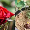 Gardening Expert Vineeta Kumari Secret To Get More Rose Flower In Plant ...