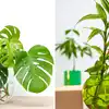 Annu And Varun Gardening Tips For Water Plants,पानी में आसानी से उग ...