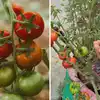 How To Grow Big Red Tomatoes At Home By Gardening Expert Secret,गुच्छों ...
