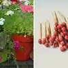 Benefits Of Using Matchsticks In Plant By Unique Farming Expert,गमले ...