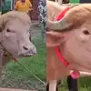 Bakrid 2026: बांग्लादेश में 'डोनाल्ड ट्रंप भैंसा', अमेरिकी राष्ट्रपति ...