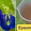 Gardener Secret Hacks For Aparajita Flowers,अपराजिता के पौधे में ढेरों ...