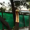 राजगढ़ में वन विभाग के सबसे बड़े अधिकारी के घर से चंदन के पेड़ चोरी ...