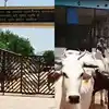चित्रकूट की हाईटेक गौशाला! गोवंशों को गर्मी से बचाने के लिए आधुनिक ...