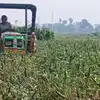 Bihar Farmer News: खेतों में लहलहाती फसल, आंखों में आंसू; दाम नहीं ...