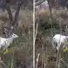 Rare animal: सफेद रंग, गुलाबी आंखें! काजीरंगा में दिखा दुर्लभ Albino ...