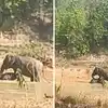 मां तो आखिर मां है! बच्चे की मौत के बाद घंटों वहीं डटी रही हथिनी ...
