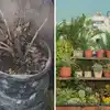 Expert Gardening Tips For Summer Watering,गर्मी में ये गलती मत करना ...
