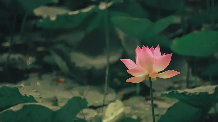 Indian Lotus: 'जिस दिन भारत में पहली बार कमल का फूल देखा, उसी दिन ...